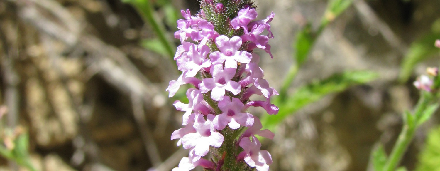 Publications | Palos Verdes Peninsula Native Plants