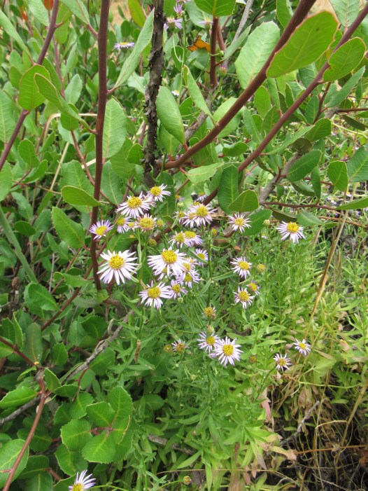 Publications | Palos Verdes Peninsula Native Plants
