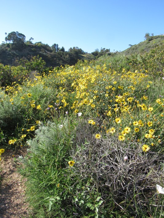 About the site | Palos Verdes Peninsula Native Plants
