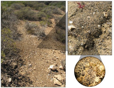 PVP Biological Soil Crust | Palos Verdes Peninsula Native Plants