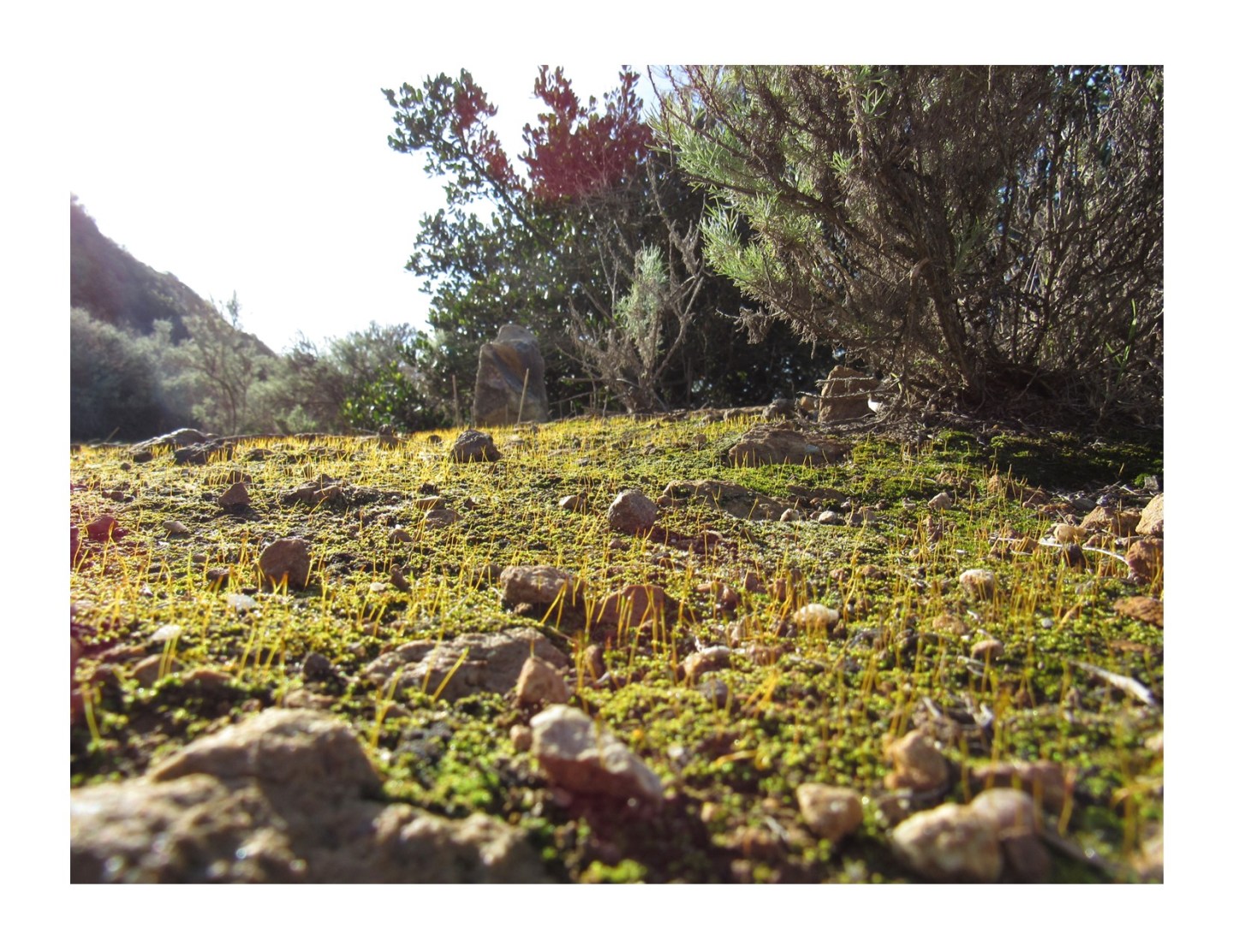 PVP Biological Soil Crust | Palos Verdes Peninsula Native Plants