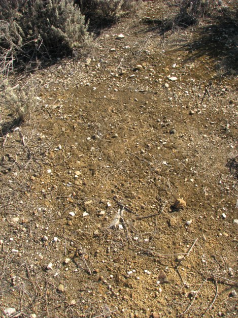 PVP Biological Soil Crust | Palos Verdes Peninsula Native Plants