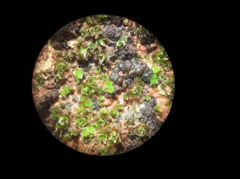 PVP Biological Soil Crust | Palos Verdes Peninsula Native Plants