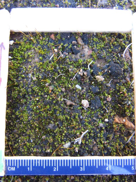 PVP Biological Soil Crust | Palos Verdes Peninsula Native Plants