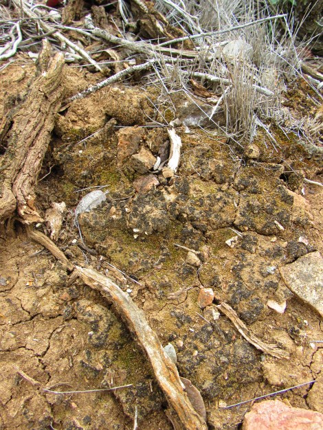 PVP Biological Soil Crust | Palos Verdes Peninsula Native Plants